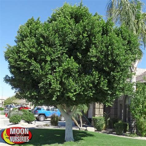 Indian Laurel Fast Growing Shade Trees Ficus Nitida Shade Trees
