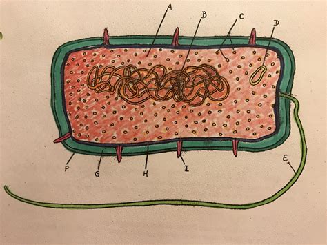 Bacterial Cell Diagram Quizlet