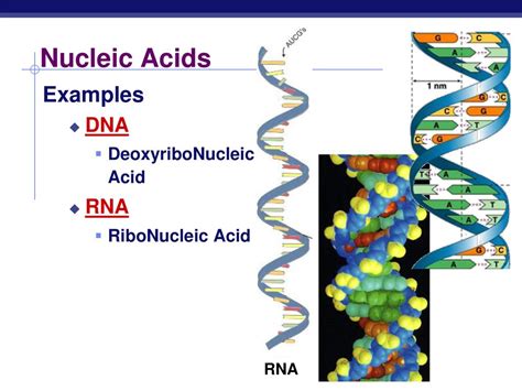 Proteins Ppt Download