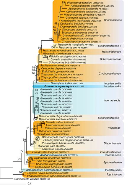 Maximum Likelihood Ml Majority Rule 28s Nuclear Large Subunit Nulsu