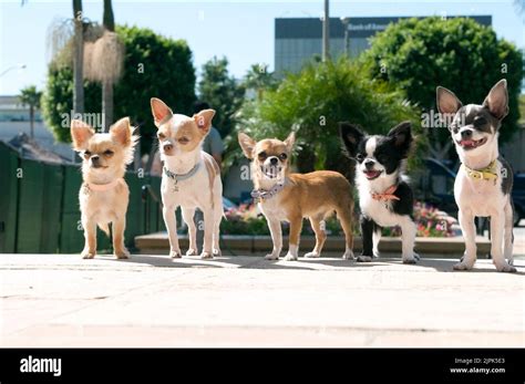 Beverly Hills Chihuahua 2 Rosa Discuss Everything About Disney Wiki