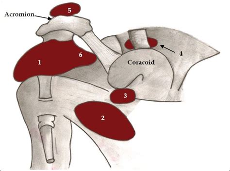 Pin On Radiology