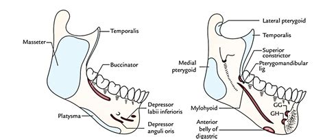 Surgical Anatomy Of The Mandibular Ramus Of The Facial Nerve Xtykzs