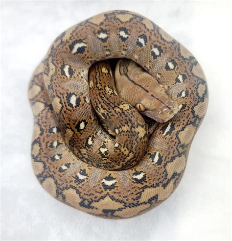 Kalaotoa Hogs Reticulated Python By Hell Creek Reptiles