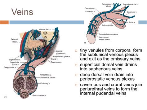 Physiology Of Penile Erection Pathophysiology Evaluation And Management