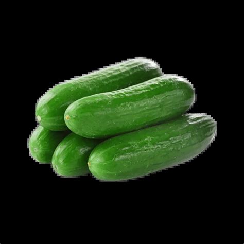 Seedless Cucumber Hydroponically Grown