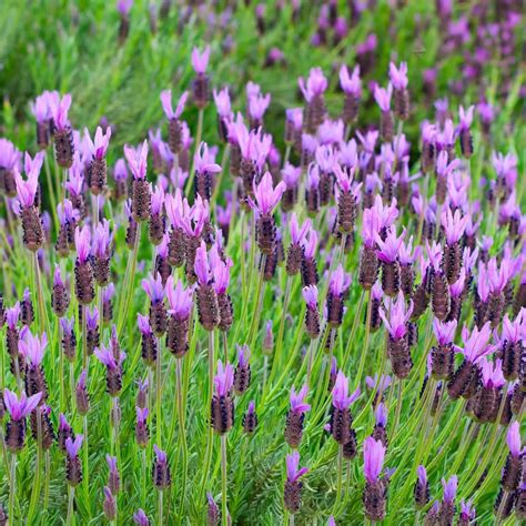 Lavenders For A Fragrant Garden Plants Express