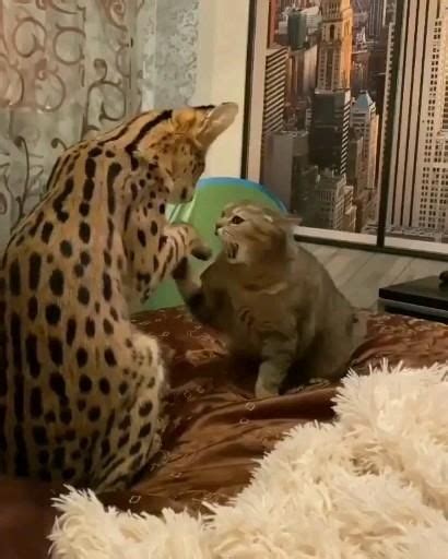 Custom Kitty Holster Serval Harness Made In Usa Purple Artofit