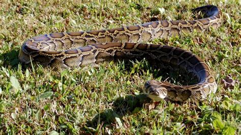 Burmese Python Eats Alligator And Explodes
