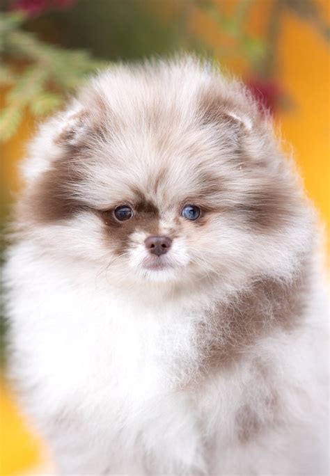 Queenie Stunning Chocolate Merle Pomeranian Girl With Blue Eye Tiffany Puppies