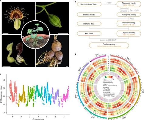 Aristolochia Fimbriata Genome Insights Into Angiosperm Evolution