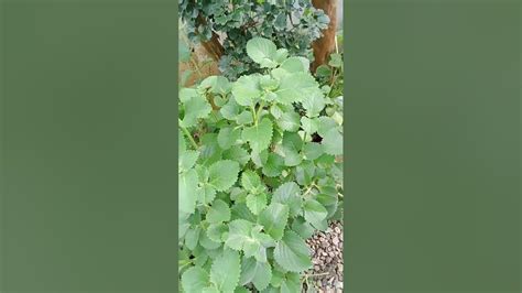 Rishee Shortsvideo Garden Subscribe Share Youtube