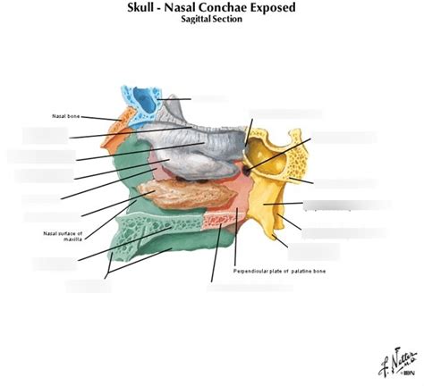 Superior Nasal Concha Skull