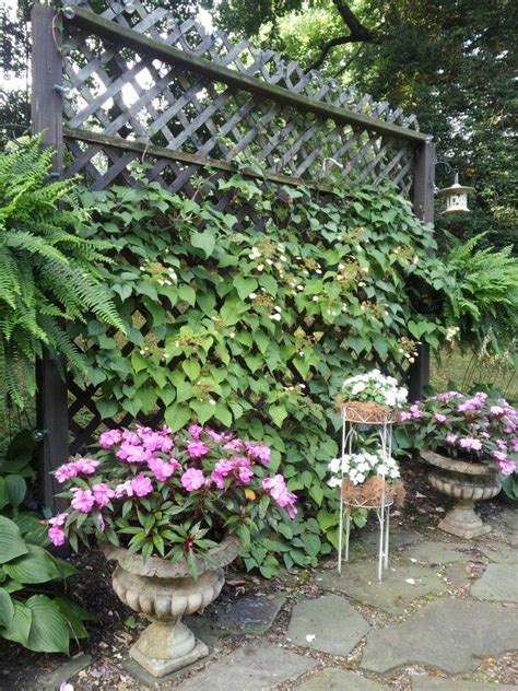 Garden Trellis With Climbing Hydrangea