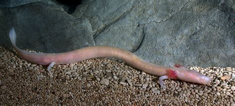 Cave Dwelling Salamander Sheds Light On Drinking Water Resources Cepf