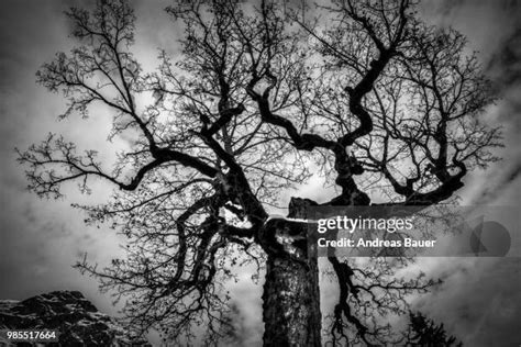 Bw Maple Photos And Premium High Res Pictures Getty Images
