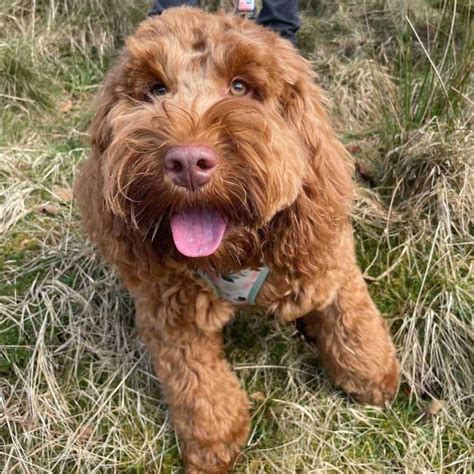 Cockapoo Generations Made Easy F1 F1b F1bb F2 F2b F2bb F3 Multigen