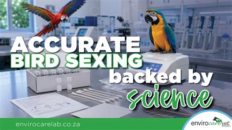 Accurate Bird Sexing Made Simple With Envirocare Laboratory