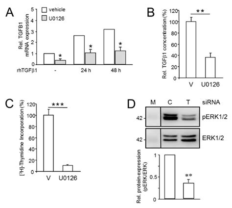 Mutual Regulatory Interactions Between Atgfβ1 And Erk Signaling