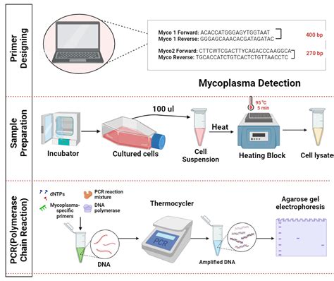 Mycoplasma Detection Biorender Science Templates