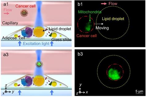 Figure Detecting Extracell IMAGE EurekAlert Science News Releases