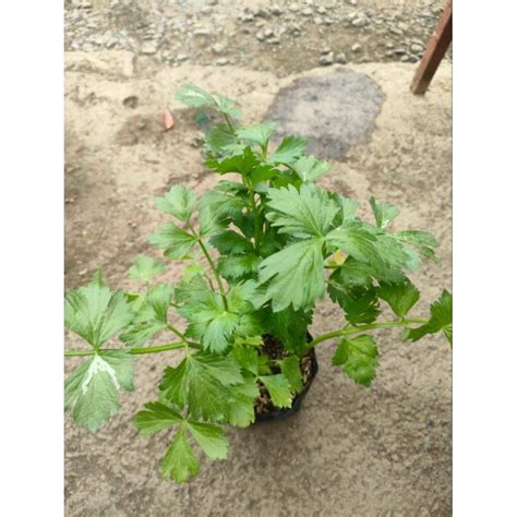 Celery Plant Herbal Shopee Philippines