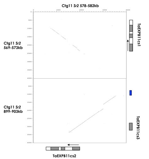 Dot Matrix Plot Of 4 Kb Of The Genomic Sequence Surrounding Taexpb11cs2