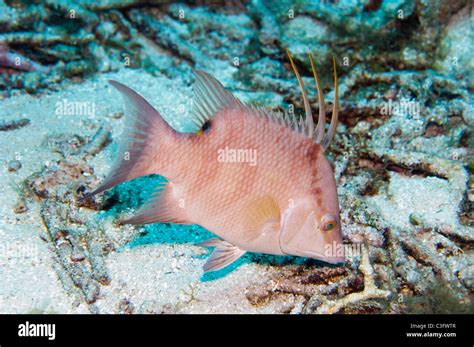 This Young Hogfish Shows The Mottled Phase Coloration Patterns