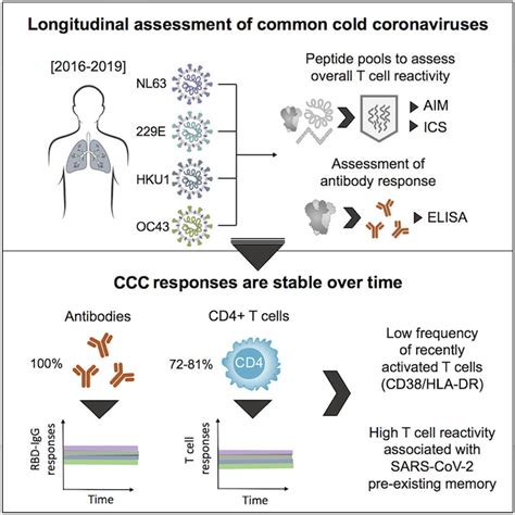 T Cells Common Cold