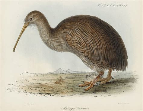 Apteryx Australis New Zealand Southern Brown Kiwi Illustration