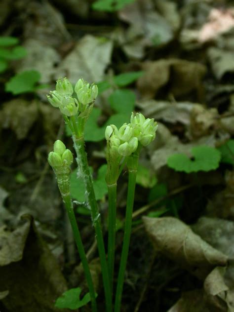 Allium Tricoccum Alliaceae