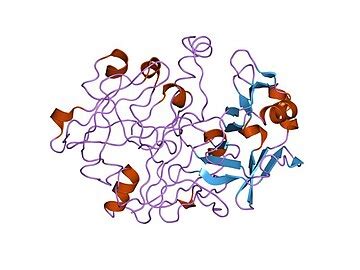 Progastricsin Wikipedia