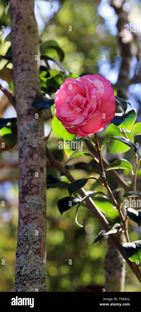 Beautiful Pink Flower Growing From A Tree Surrounded With Small Green