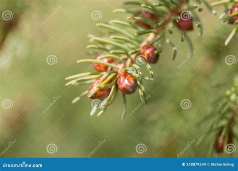 Picea Glauca Pollen Cones Stock Image Image Of Needle Spruce