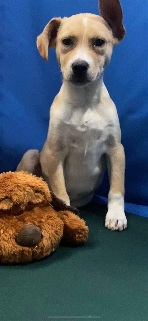 Besides The Obvious Apbt What Do You Think He Is 😍 Ridmydog