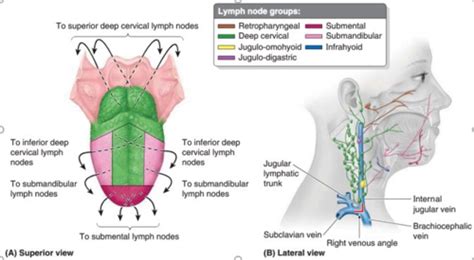 Submandibular Triangle Lymph Nodes