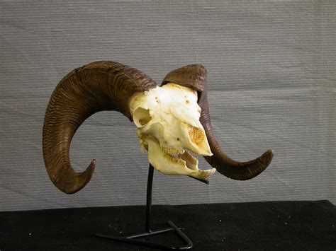 Bighorn Ram Skull