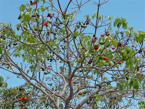 Sterculia Quadrifida Native Peanut — Territory Native Plants