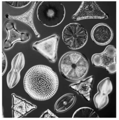 Biol 1002 Fungi And Protists Exam 2 Flashcards Quizlet