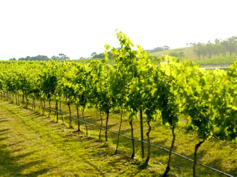 Peacock Hill Vineyard Nsw Holidays And Accommodation Things To Do Attractions And Events