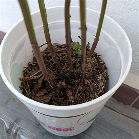 Key Stages In The Life Of A Mint 🍬