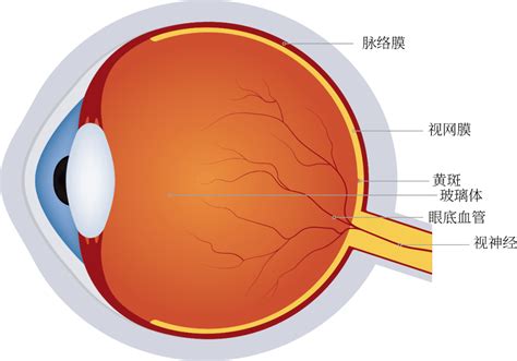 这3类眼底疾病可能正在悄悄偷走你的视力，很多人都没发现！病变视网膜治疗