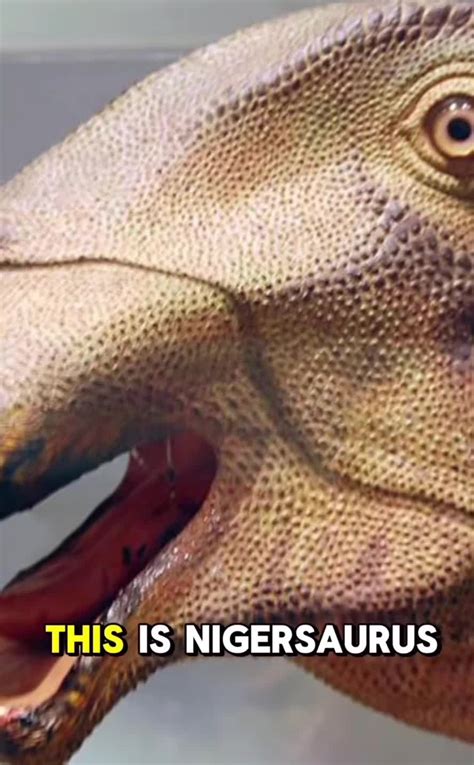 Niggasaurus Nigersaurus Natural History Museum