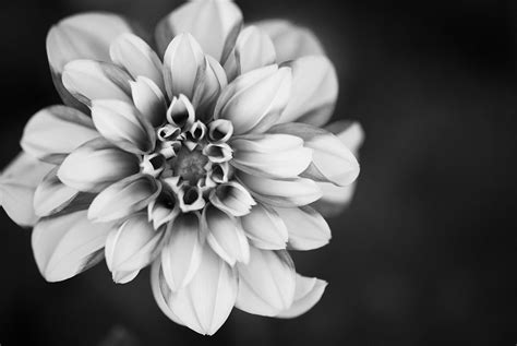 Flowers Black And White Background Free At Michael Mock Blog