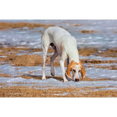 Chien De Chasse Le Porcelaine Parlons Chasse