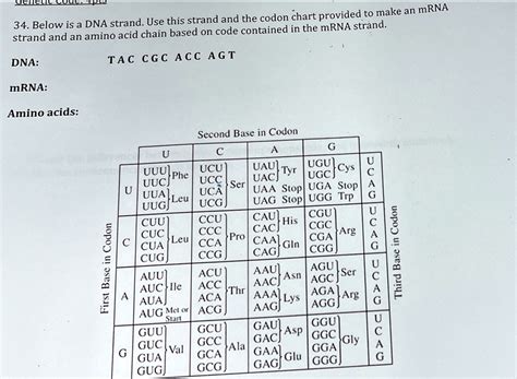 Amino Acids 34 Below Is A Dna Strand Use This Strand And