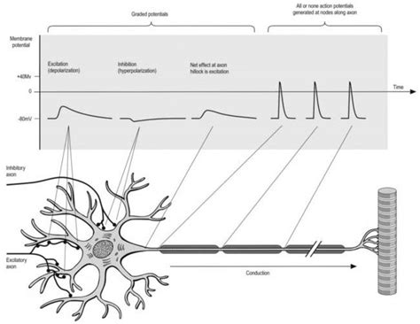 Neuromuscular Junction Neupsy Key
