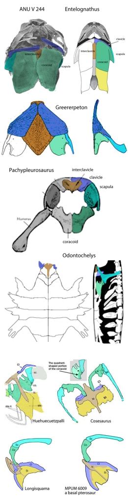 Pectoral Evolution From Placoderms To Pterosaurs The Pterosaur Heresies