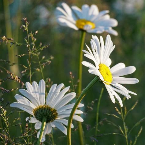 Oxeye Daisy Beewild Gardens