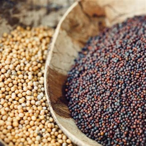 تراجع حاد في أسعار بذور اللفت الأوكرانية خلال نوفمبر 2022 أخبار السلع